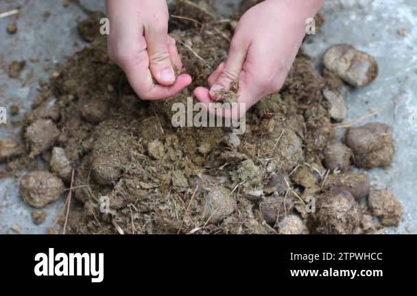 Use horses manure as garden fertilizer. Composting horse manure ...