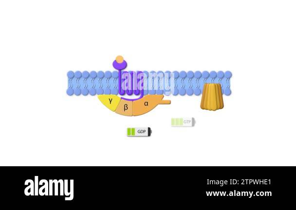 drug receptors, ligand, g-protein receptor, effector protein, g protein ...