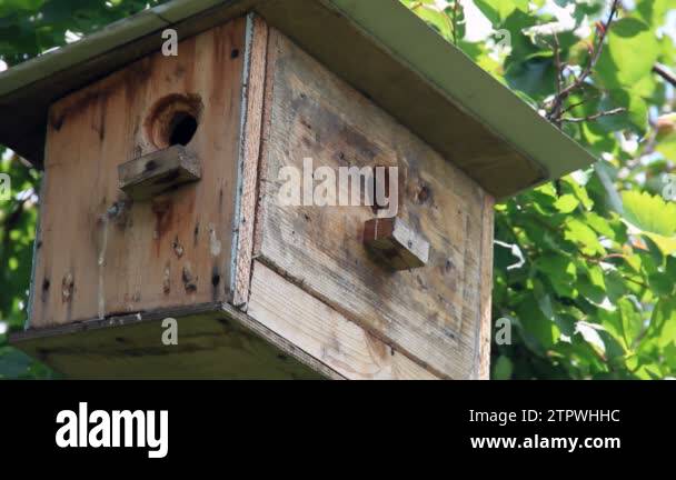 Nestling box Stock Videos & Footage - HD and 4K Video Clips - Alamy