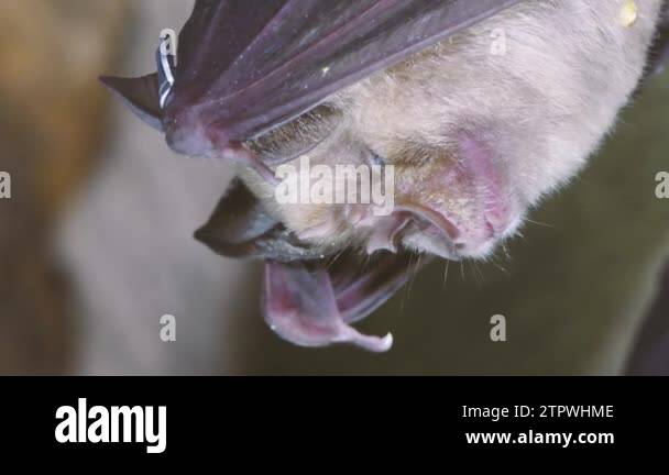Greater and lesser horseshoe bats in cave. Two rare bats in the genus ...