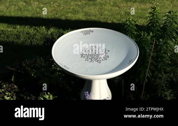 Bird bath water blue Stock Videos & Footage - HD and 4K Video Clips - Alamy