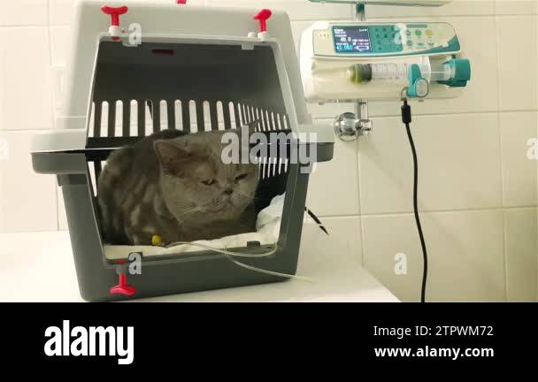 Sick cat on a iv drip in veterinary clinic. Cat iv fluid therapy. Cat ...