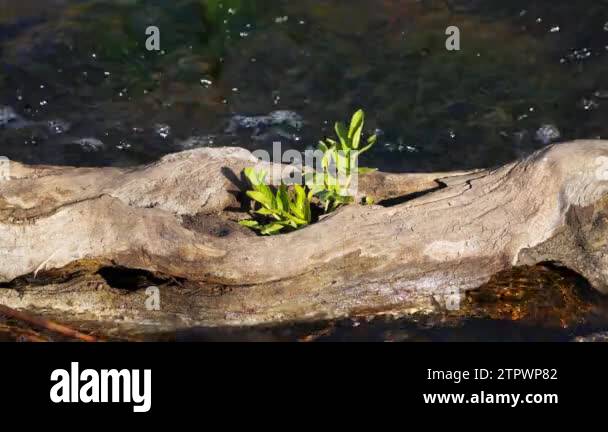 New Beginnings Concept. A plant growing from a dried tree. The tree is ...
