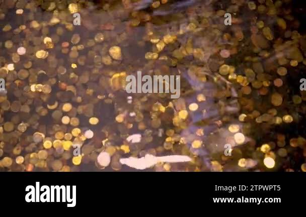 Money underwater Stock Videos & Footage - HD and 4K Video Clips - Alamy