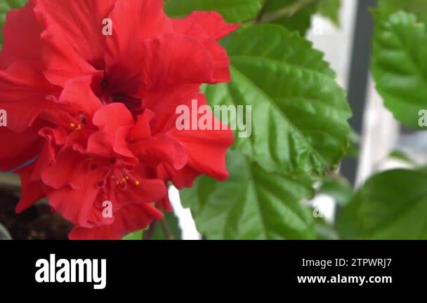 Red flower bud of Chinese hibiscus bloom. Hibiscus rosa-sinensis in ...