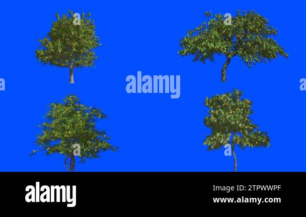 Four fruit trees. Orange, cherry, apple and lemon. Blue screen alpha ...
