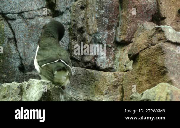 Agile bird Stock Videos & Footage - HD and 4K Video Clips - Alamy