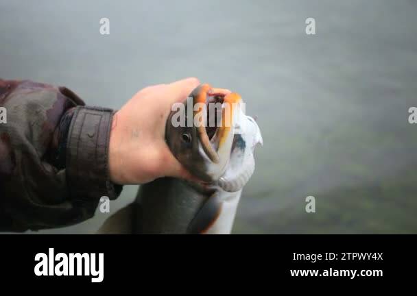 Fisherman catching a fish Stock Videos & Footage - HD and 4K Video ...