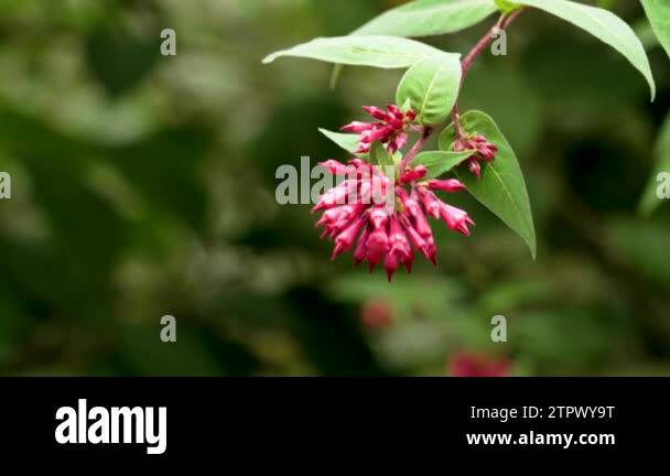 Red cestrum Stock Videos & Footage - HD and 4K Video Clips - Alamy