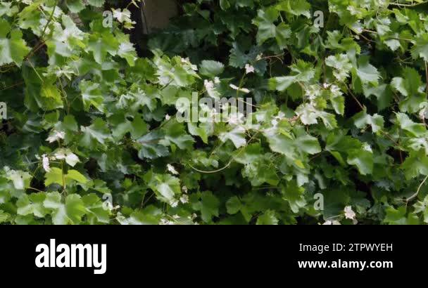 Countryside grapevine Stock Videos & Footage - HD and 4K Video Clips ...
