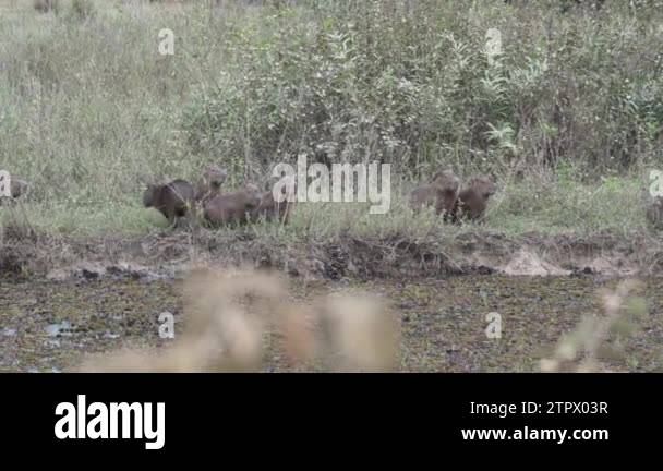family of greater capybara, Hydrochoerus hydrochaeris, is the largest ...