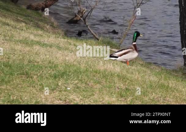 Walking duck Stock Videos & Footage - HD and 4K Video Clips - Alamy