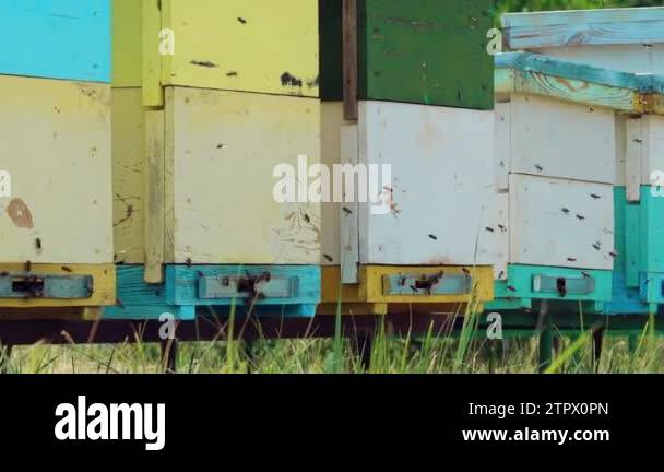 Honey bees entrance beehive Stock Videos & Footage - HD and 4K Video ...