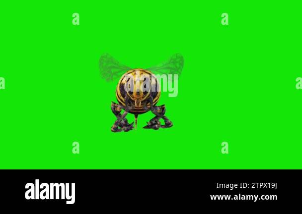 Bee Wasp Flies Loop Front Green Screen 3D Renderings Animations Stock ...