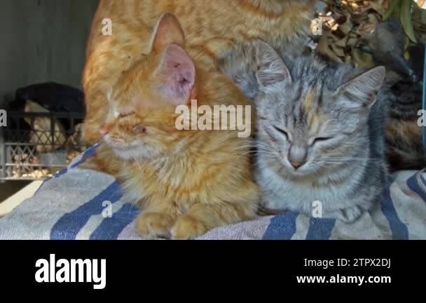 Dirty stray kittens are warming themselves with their mother in a small ...