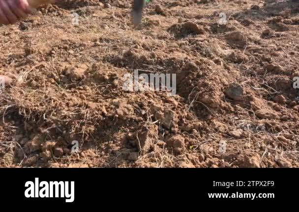 Farmer digging the field. Soil preparation for planting. The farmer ...