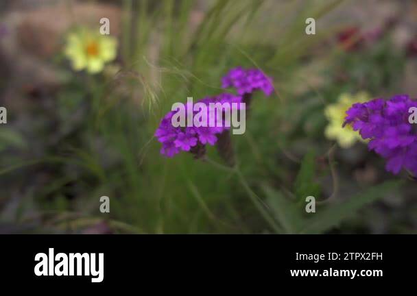 Asteraceae compositae plant plants Stock Videos & Footage - HD and 4K ...