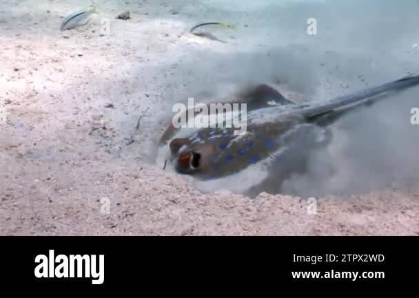 Bluespotted stingray Taeniura Lumma hiding in sand underwater Red sea ...