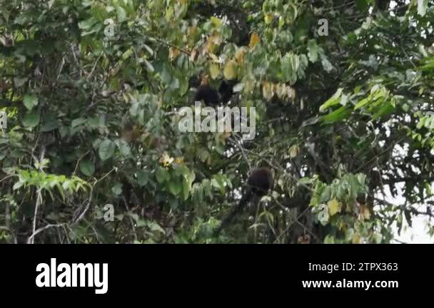 Lucifer Titi or Yellow handed Titi Monkey, Callicebus lucifer, climbing ...