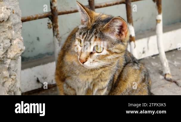 Alert cat outside Stock Videos & Footage - HD and 4K Video Clips - Alamy