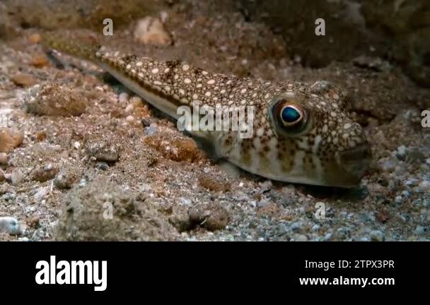 Baby pufferfish Stock Videos & Footage - HD and 4K Video Clips - Alamy