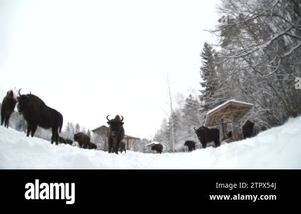 Bisons cow Stock Videos & Footage - HD and 4K Video Clips - Alamy