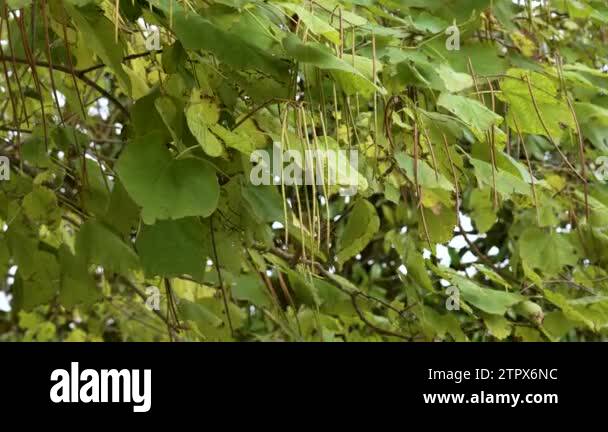 Catalpa bignonioides (cigartree) broadleaf tree with green pods ...