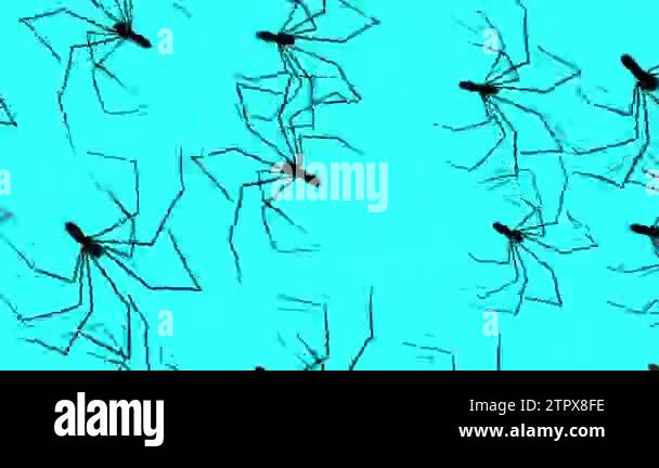 Long legs insects Stock Videos & Footage - HD and 4K Video Clips - Alamy