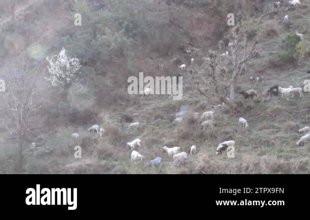 Angora sheep Stock Videos & Footage - HD and 4K Video Clips - Alamy