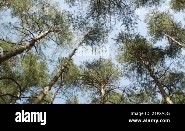 Foreshortening view from below Stock Videos & Footage - HD and 4K Video ...