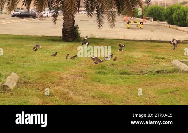 Saudi arabian birds Stock Videos & Footage - HD and 4K Video Clips - Alamy