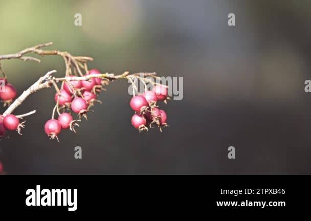 Three season Stock Videos & Footage - HD and 4K Video Clips - Alamy