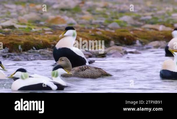 Eider mating Stock Videos & Footage - HD and 4K Video Clips - Alamy
