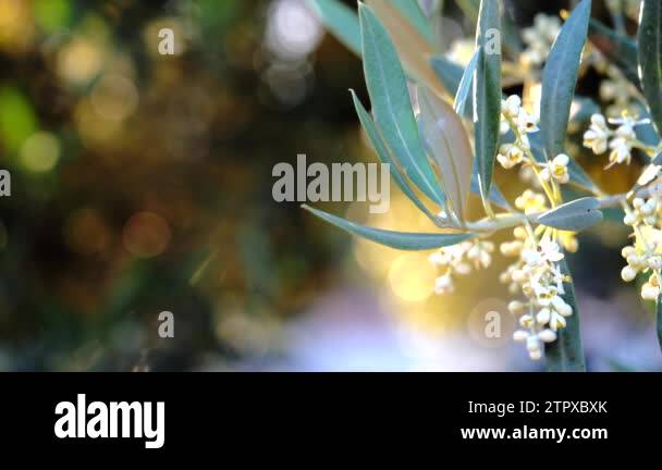 Olive branches in bloom about to leave in spring, movement of soft ...