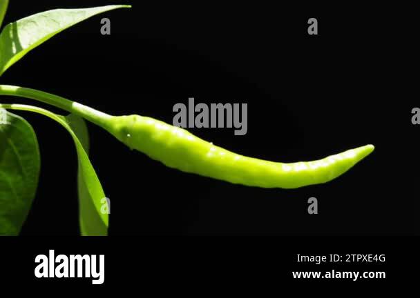 Chili pepper Stock Videos & Footage - HD and 4K Video Clips - Alamy