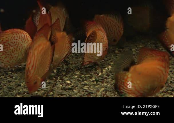 Beautiful bright discus fish Stock Videos & Footage - HD and 4K Video ...