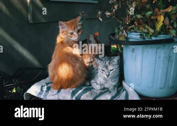 Dirty stray kittens are warming themselves with their mother in a small ...