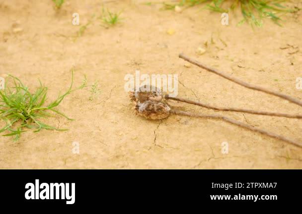Big white rubber boot is crushing old dry poppy heads on dry ground of ...