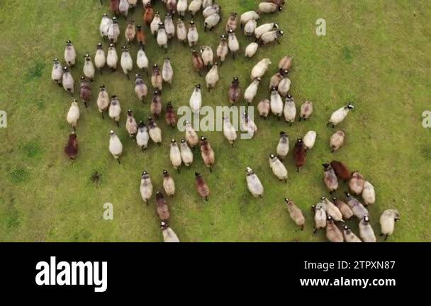 Fat sheep Stock Videos & Footage - HD and 4K Video Clips - Alamy