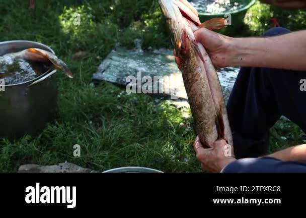Man gutting fish Stock Videos & Footage - HD and 4K Video Clips - Alamy