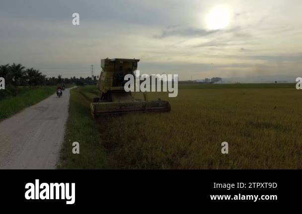 Cut paddy Stock Videos & Footage - HD and 4K Video Clips - Alamy
