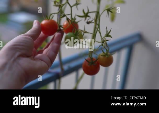 Cherry tomato plant balcony Stock Videos & Footage - HD and 4K Video Clips - Alamy