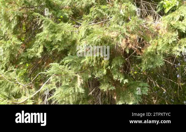 Chamaecyparis lawsoniana, known as Port Orford cedar or Lawson cypress ...