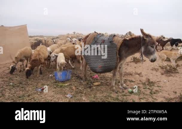 Donkey and a goat Stock Videos & Footage - HD and 4K Video Clips - Alamy