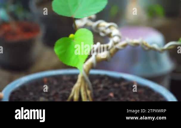 Plant bend Stock Videos & Footage - HD and 4K Video Clips - Alamy