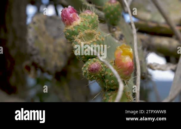 Nopal flower Stock Videos & Footage - HD and 4K Video Clips - Alamy