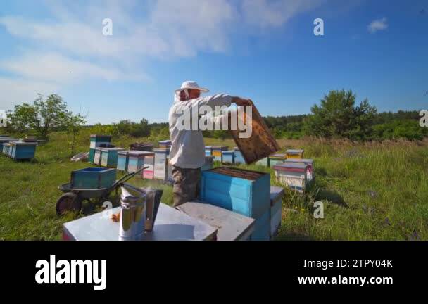 Happy honey bees Stock Videos & Footage - HD and 4K Video Clips - Alamy