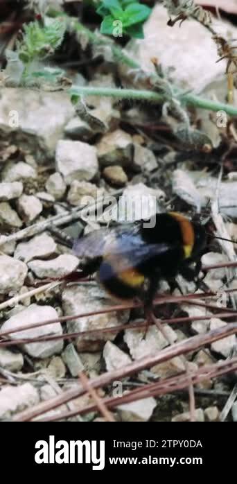 Bumblebee on forest grains and stones, a glimpse into the ecosystem ...