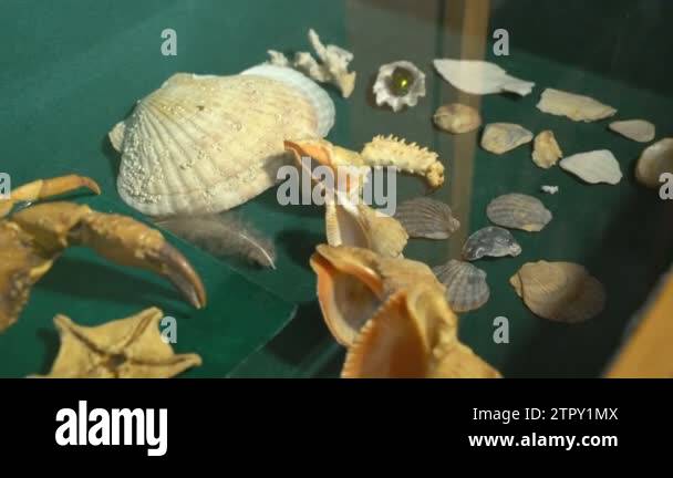 Mussel shell clams Stock Videos & Footage - HD and 4K Video Clips - Alamy