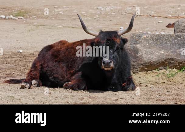 Heck cattle, Bos primigenius taurus, claimed to resemble the extinct ...